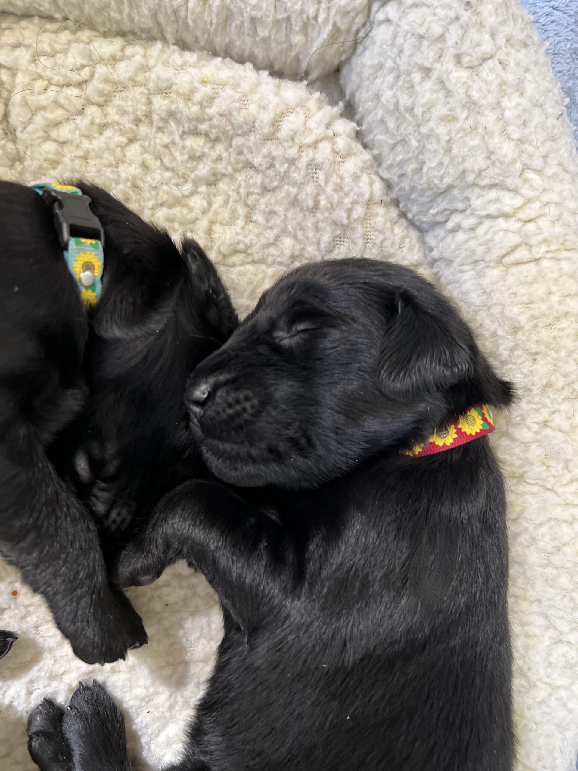 IMG_3869 – Victory Retrievers